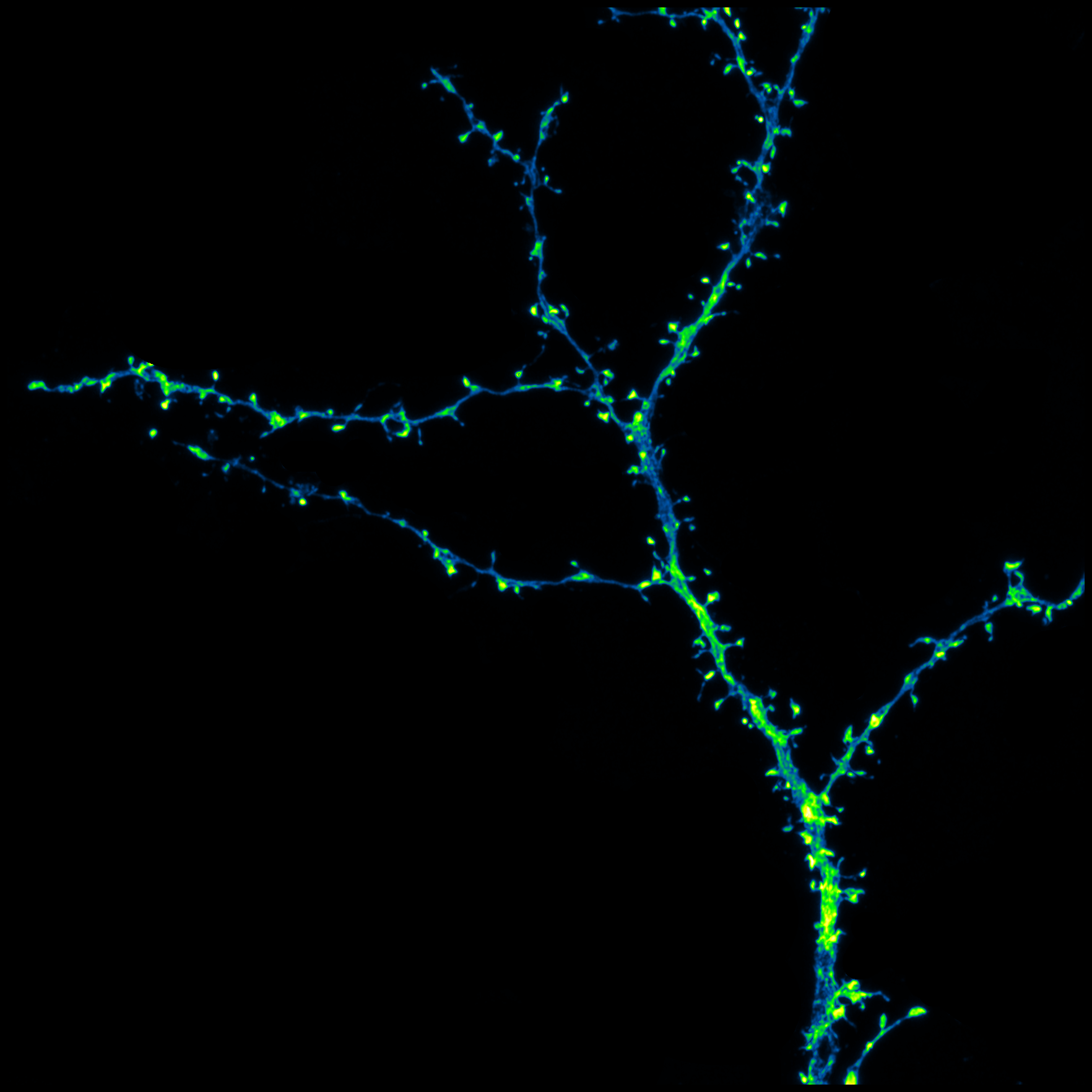The winners for the BioImaging Competition 2022 have been selected ...